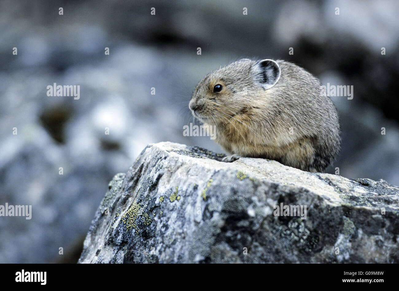 American Pika sitting relaxed on a rock Stock Photo - Alamy