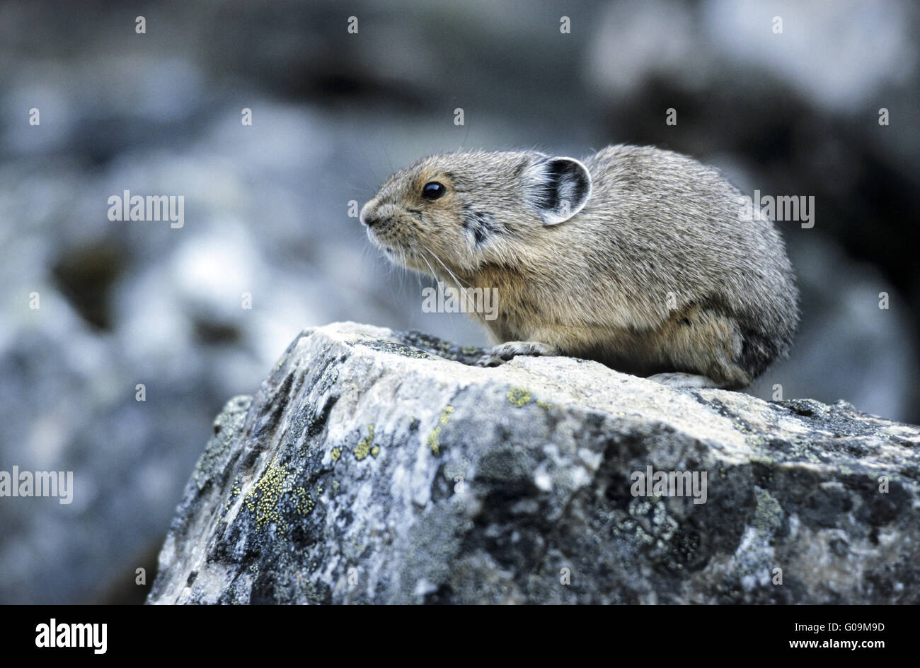 Observant animal hi-res stock photography and images - Alamy