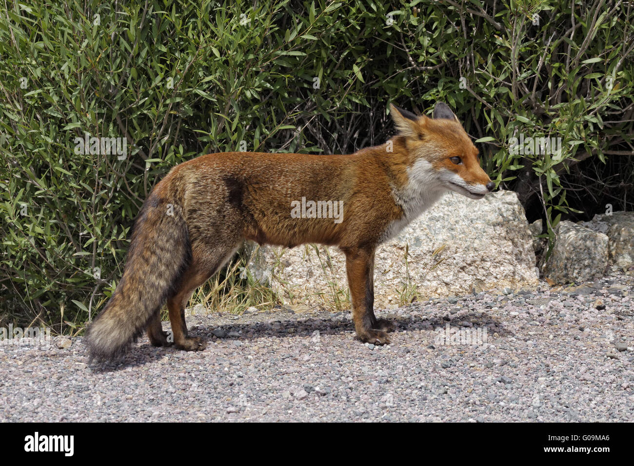 Red Fox (Vulpes vulpes) in the mountains, Corsica Stock Photo - Alamy