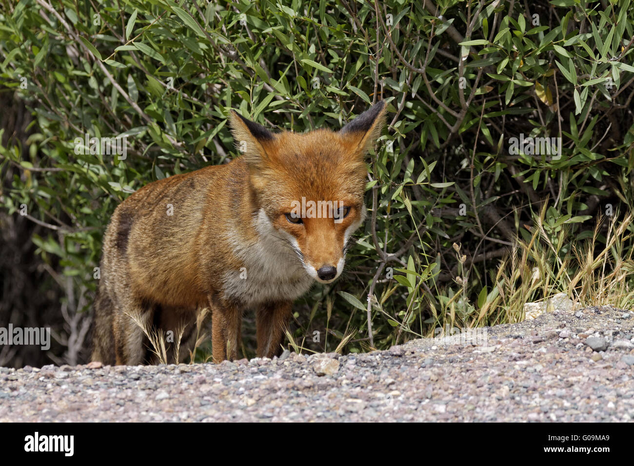 Red Fox (Vulpes vulpes) in the mountains, Corsica Stock Photo - Alamy