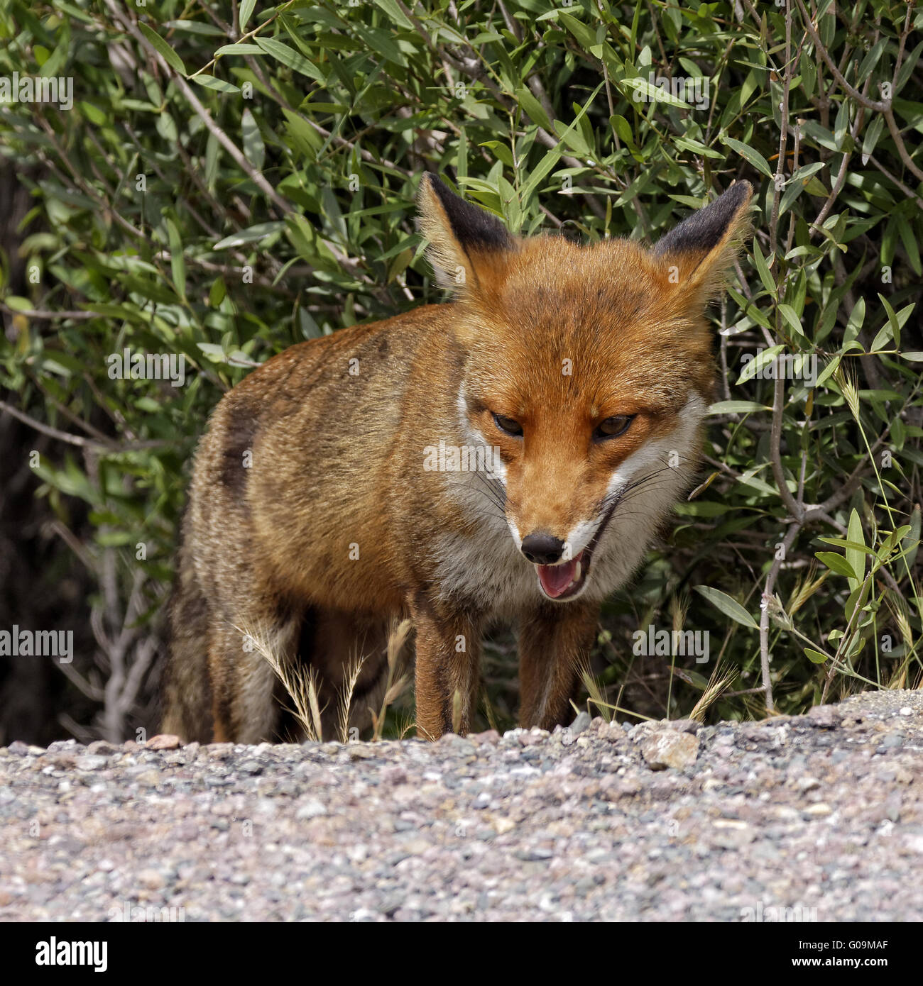 French red fox hi-res stock photography and images - Alamy