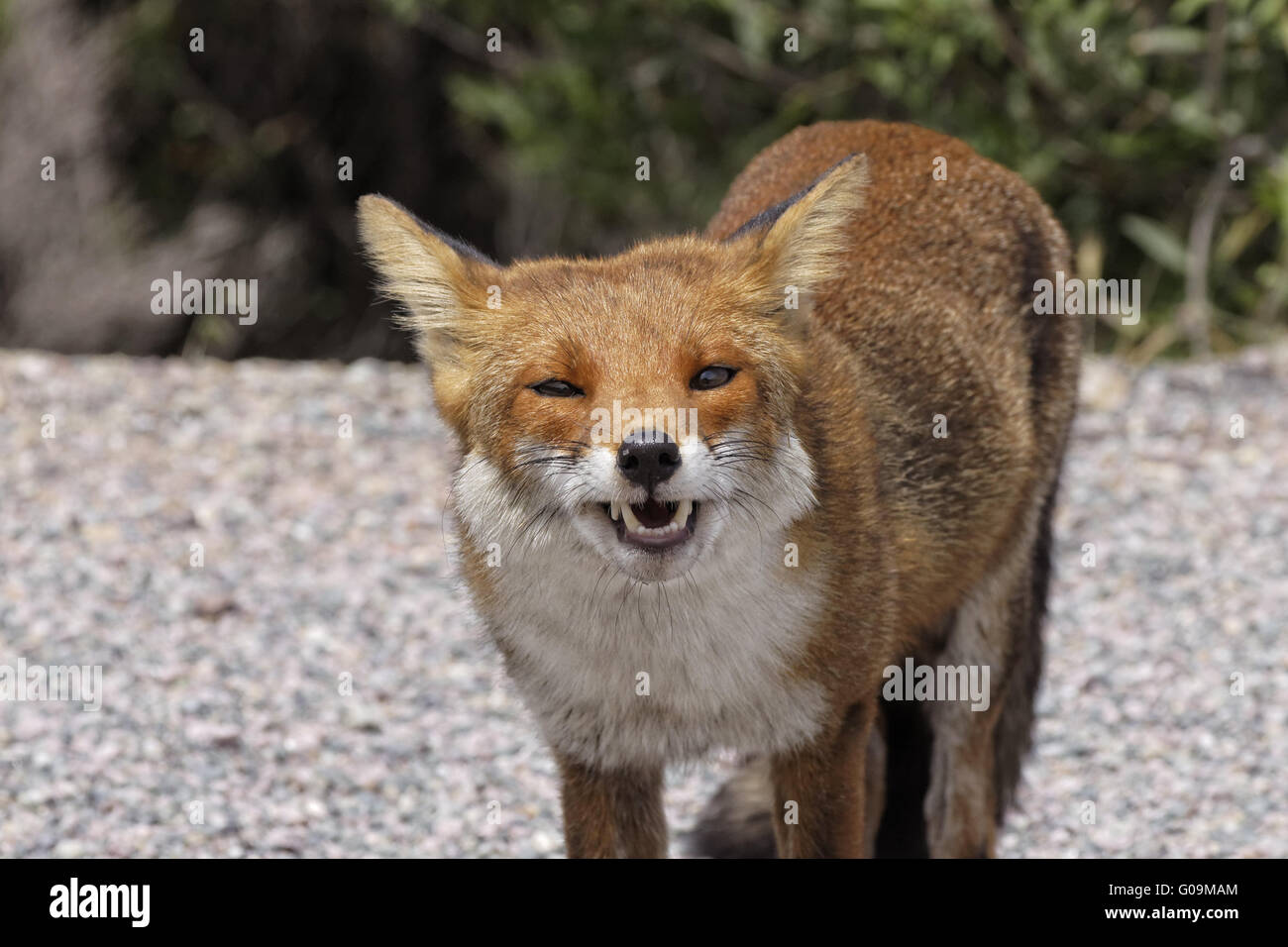 Red Fox (Vulpes vulpes) in the mountains, Corsica Stock Photo - Alamy
