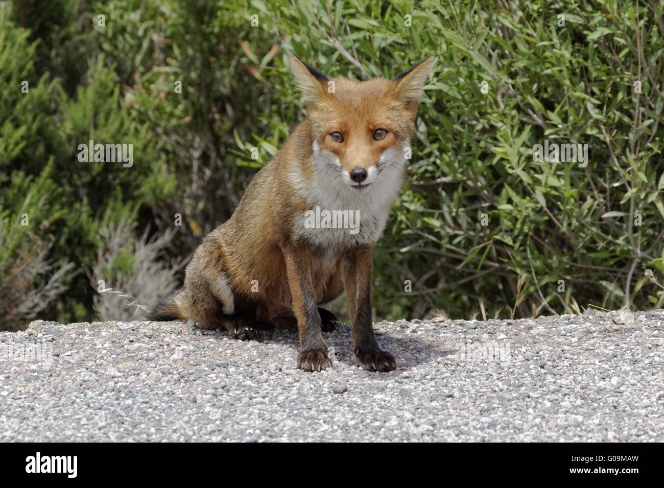 Red Fox (Vulpes vulpes) in the mountains, Corsica Stock Photo - Alamy