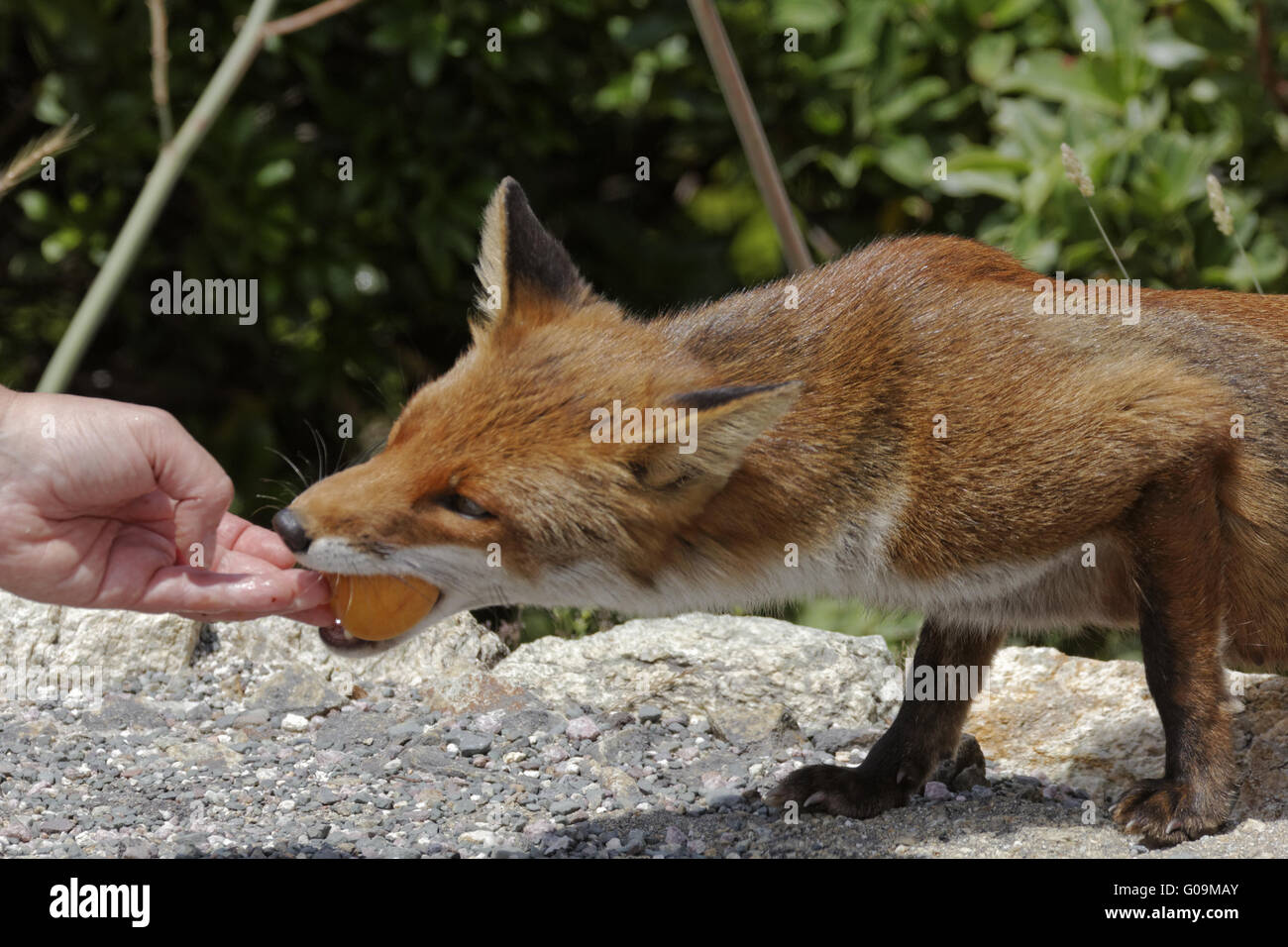 Red Fox (Vulpes vulpes) in the mountains, Corsica Stock Photo - Alamy