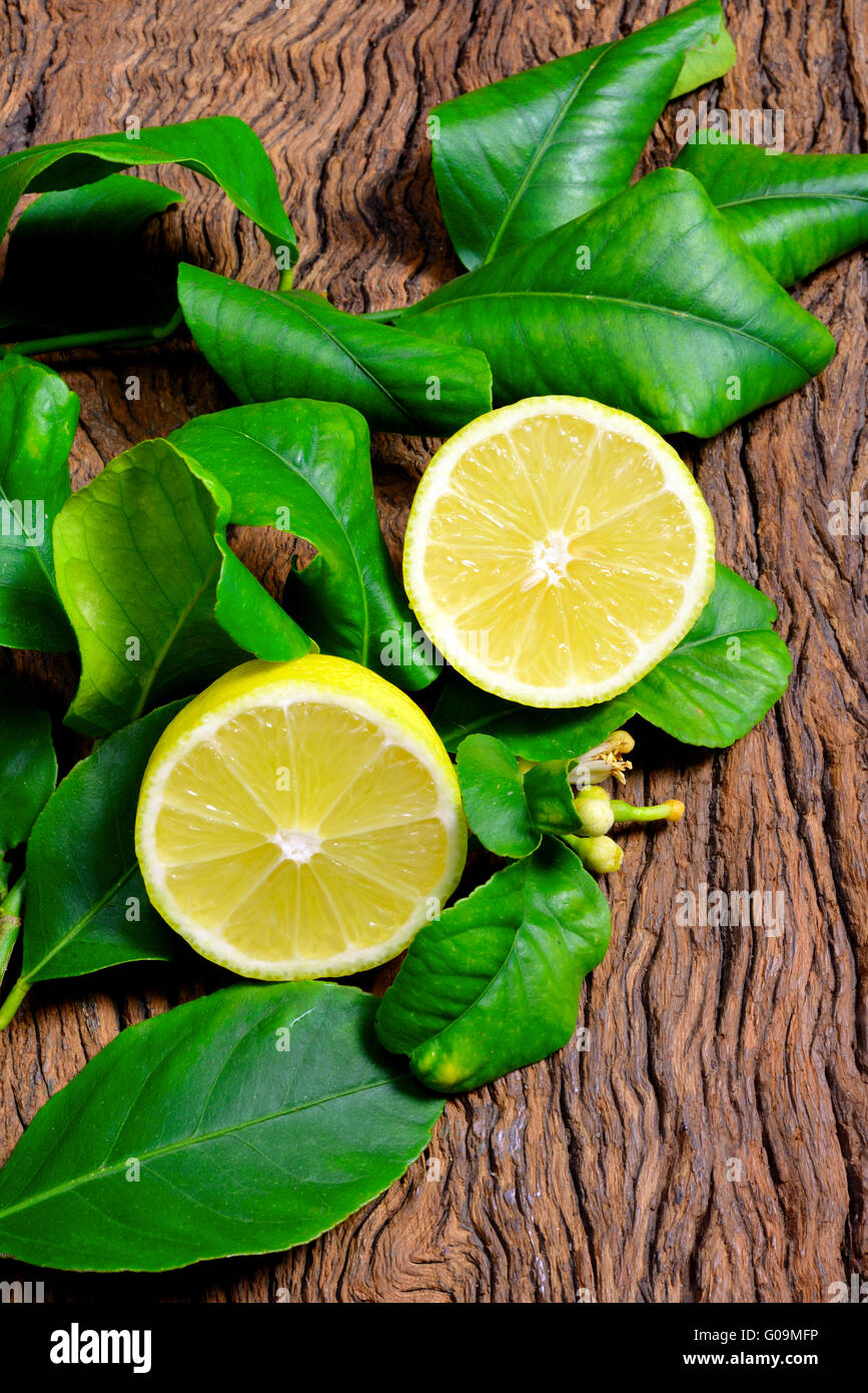 Leaves picked hi-res stock photography and images - Alamy
