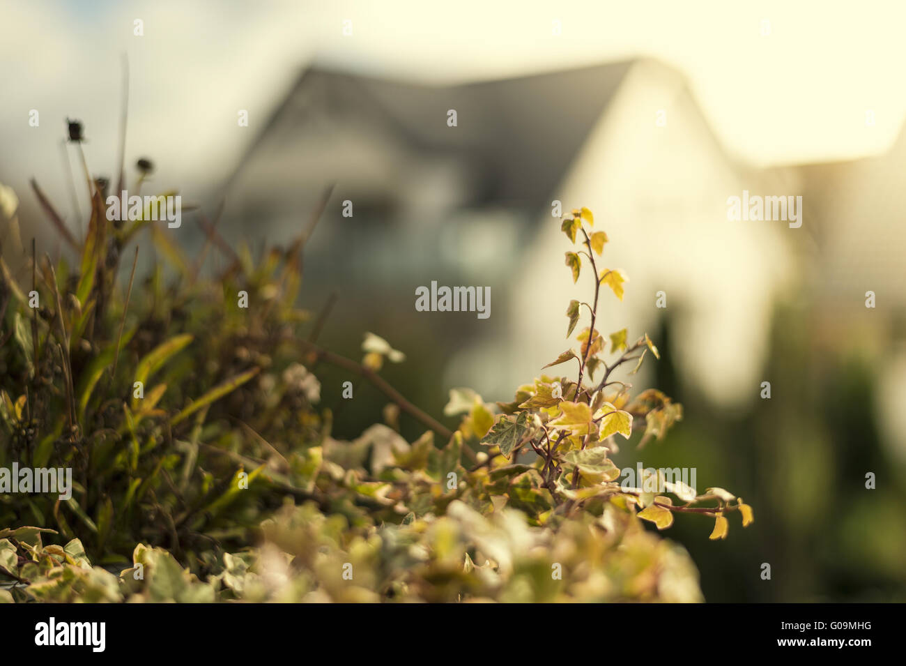 Ivy on a mild winter day Stock Photo - Alamy