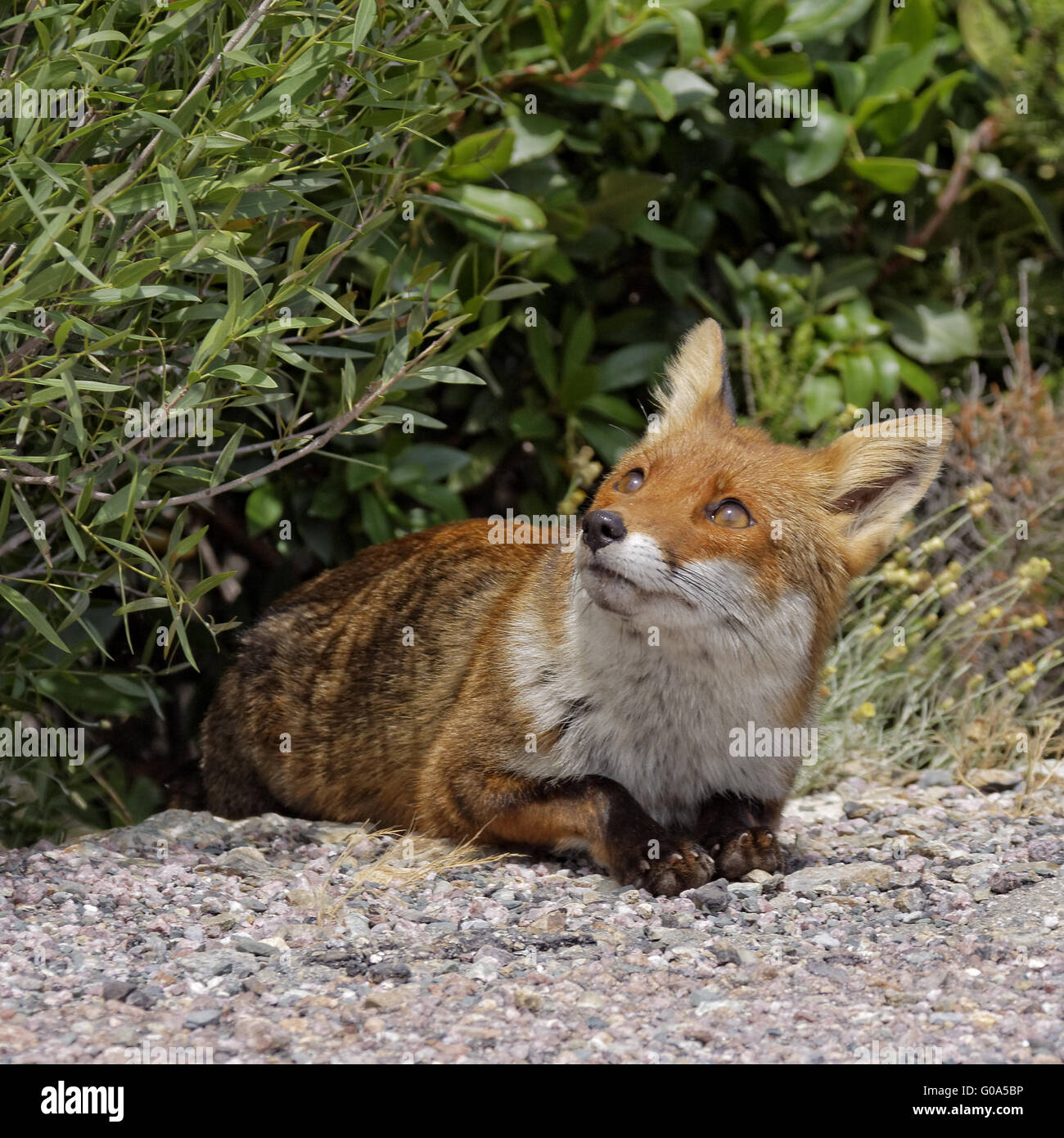 Red Fox (Vulpes vulpes) in the mountains, Corsica Stock Photo - Alamy