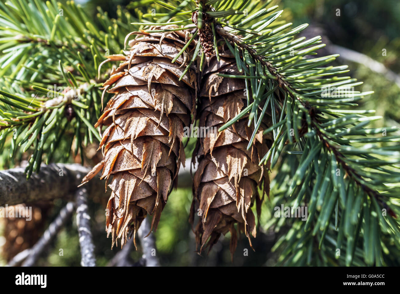 Pine cone cluster hi-res stock photography and images - Alamy