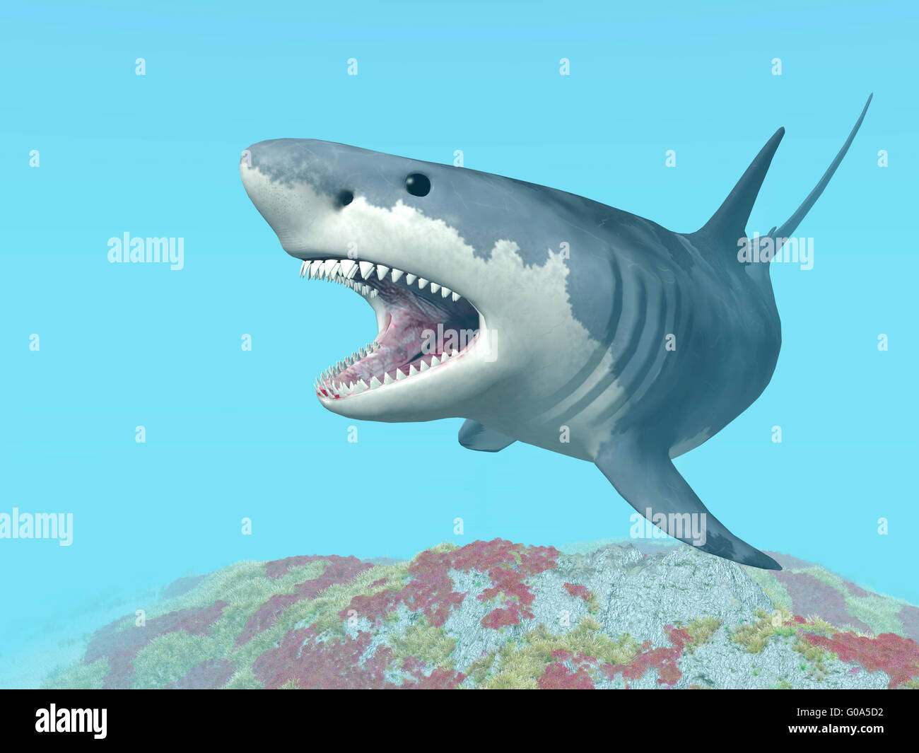 Large shark hi-res stock photography and images - Alamy