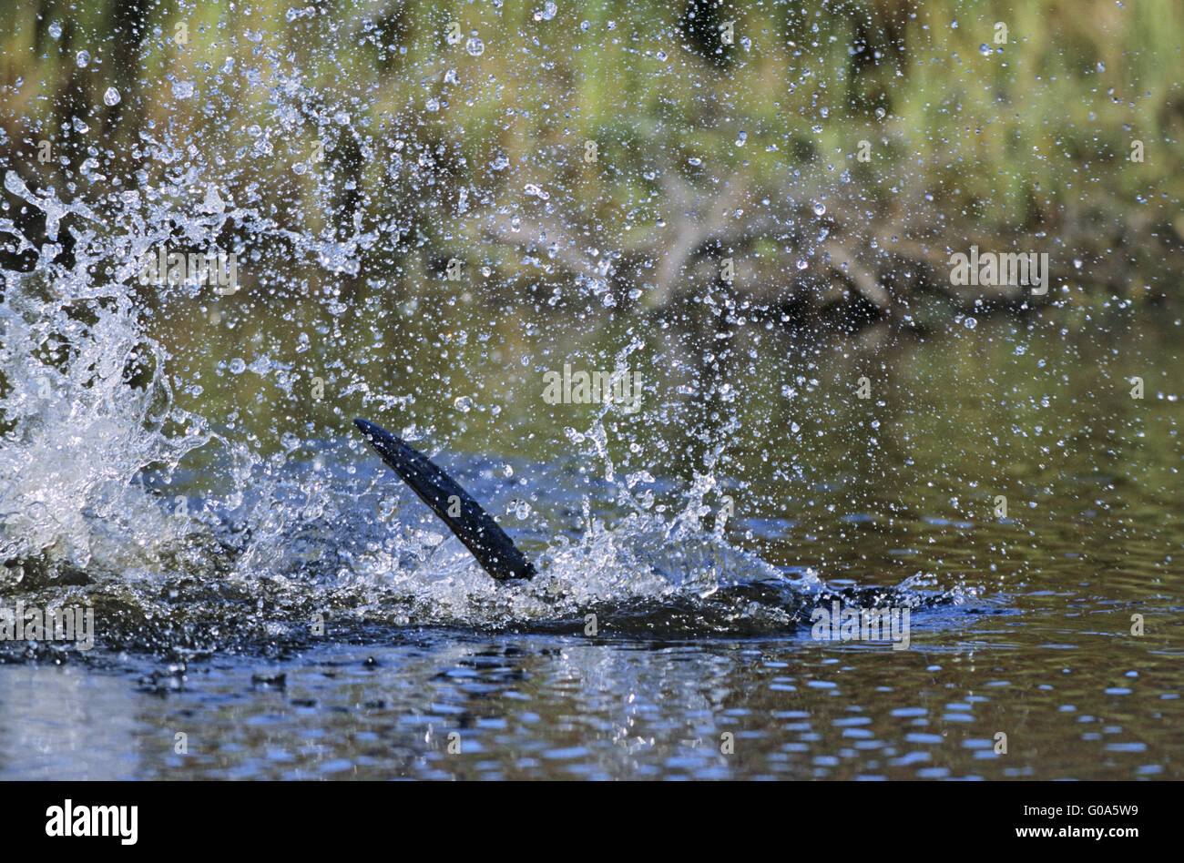 North American Beaver signal danger with his tail Stock Photo - Alamy