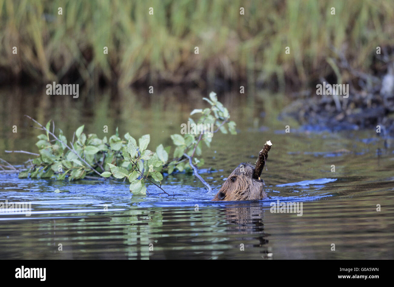American beaver hi-res stock photography and images - Alamy