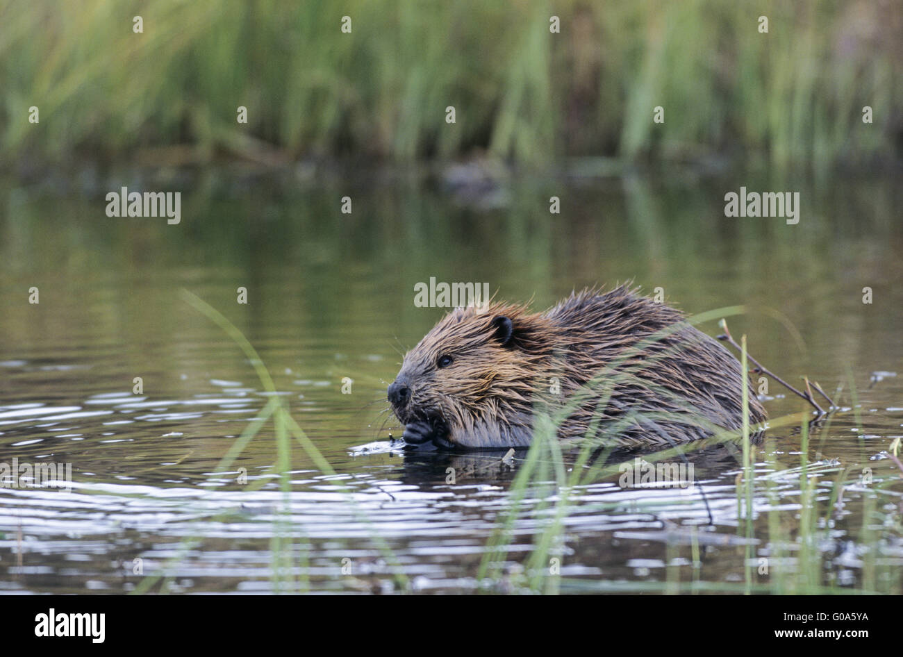 North American Beaver kit feeding at pondside Stock Photo - Alamy