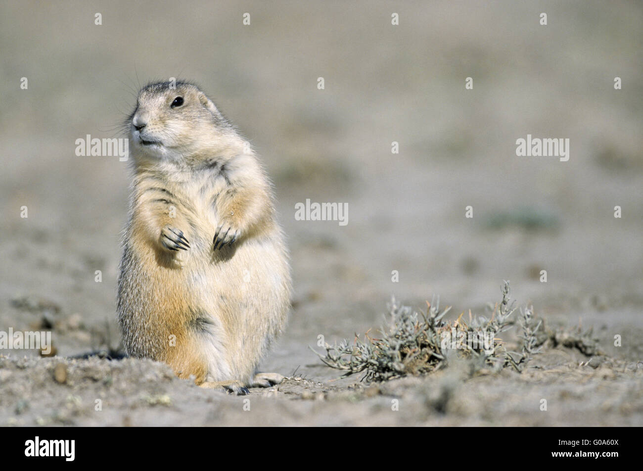 Black-tailed Prairie Dog standing the prairie Stock Photo - Alamy