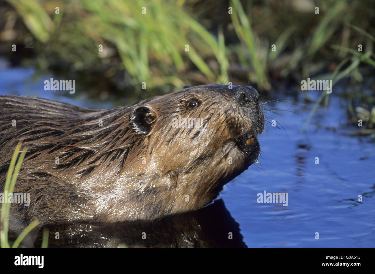 North American Beaver observing alert at pondside Stock Photo - Alamy