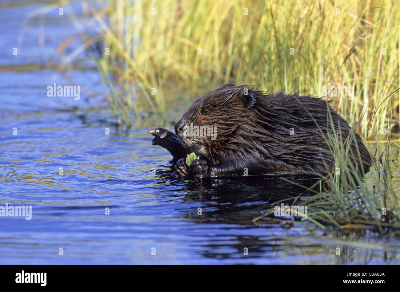 American Beaver kit feeding willow branches at pon Stock Photo - Alamy