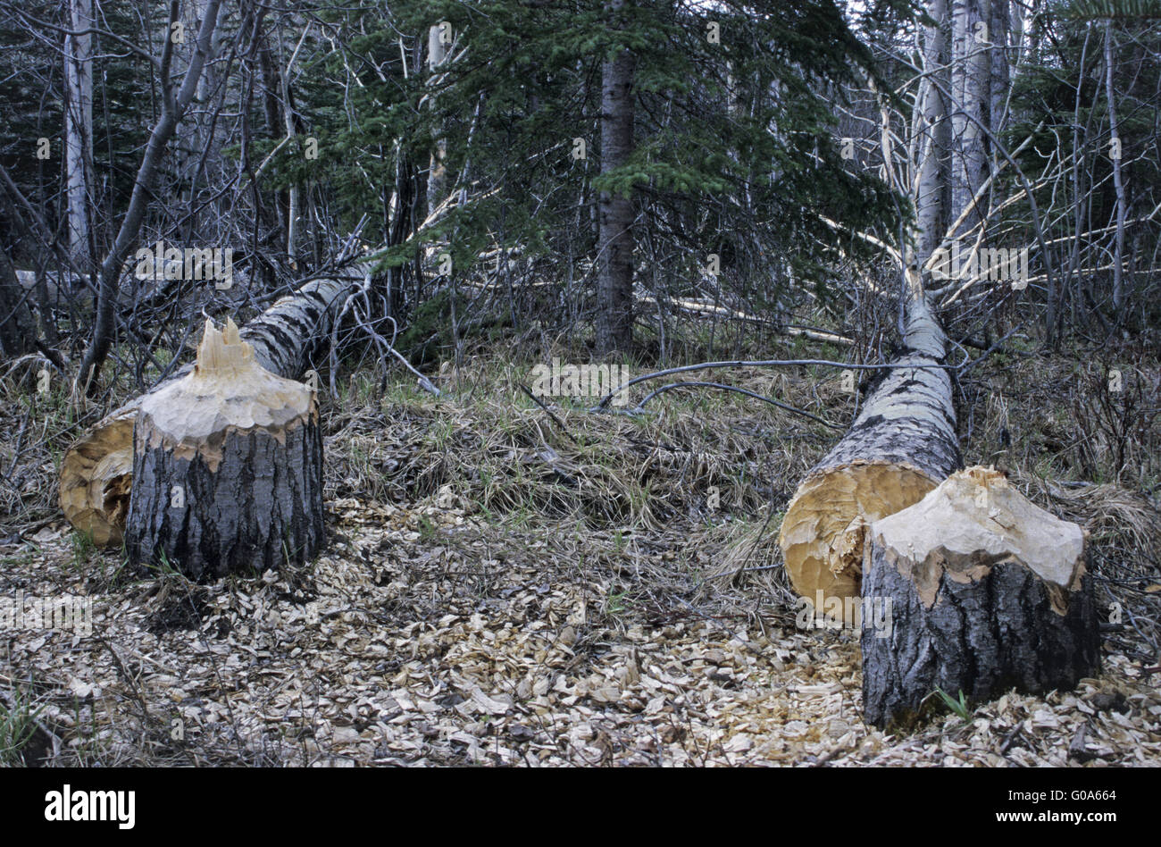 Beaver felling tree hi-res stock photography and images - Alamy