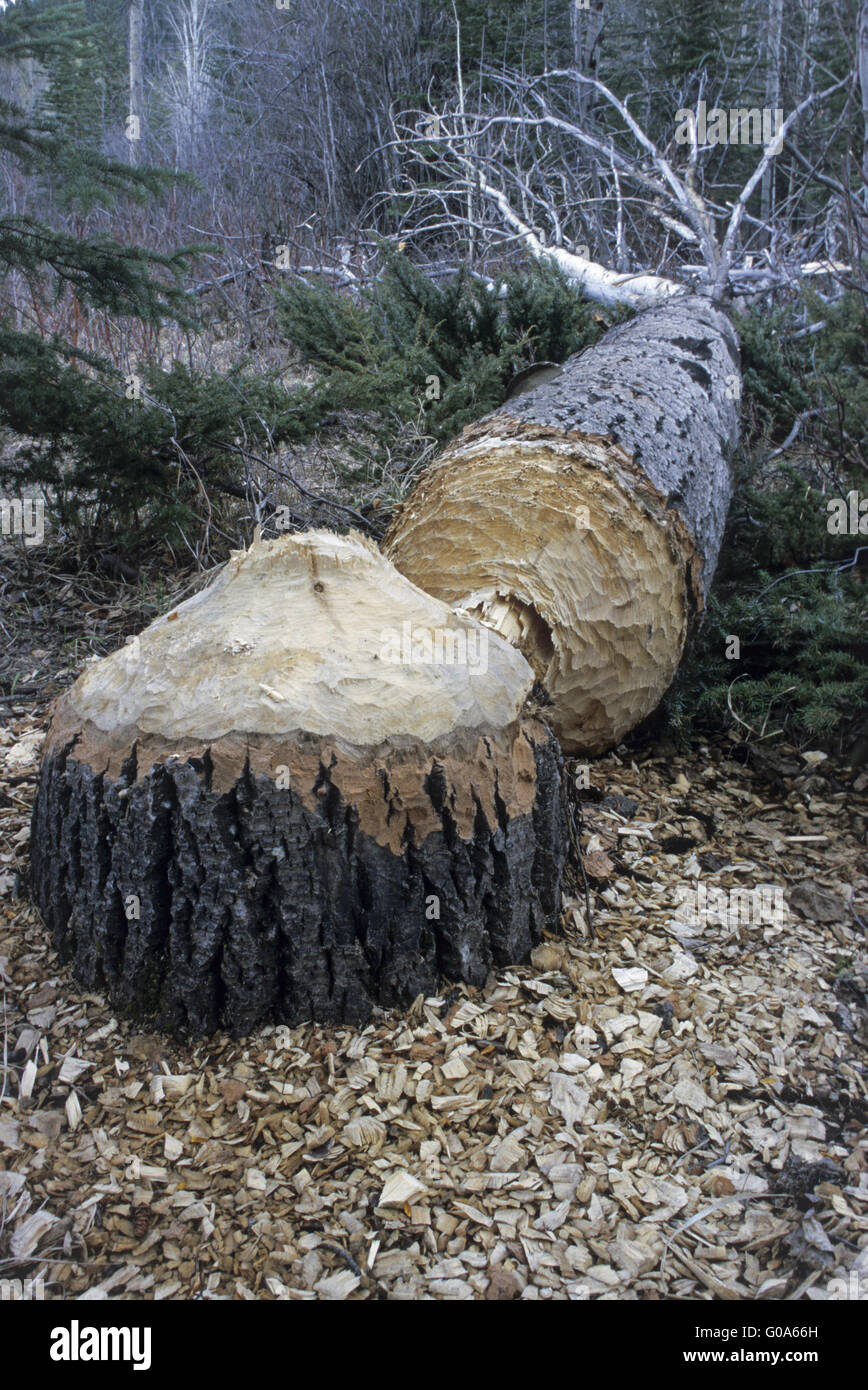 Beaver felling tree hi-res stock photography and images - Alamy