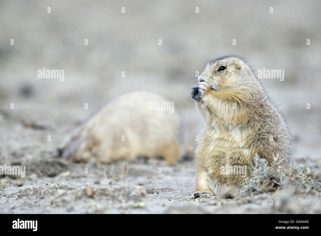 Black-tailed Prairie Dogs foraging Stock Photo - Alamy