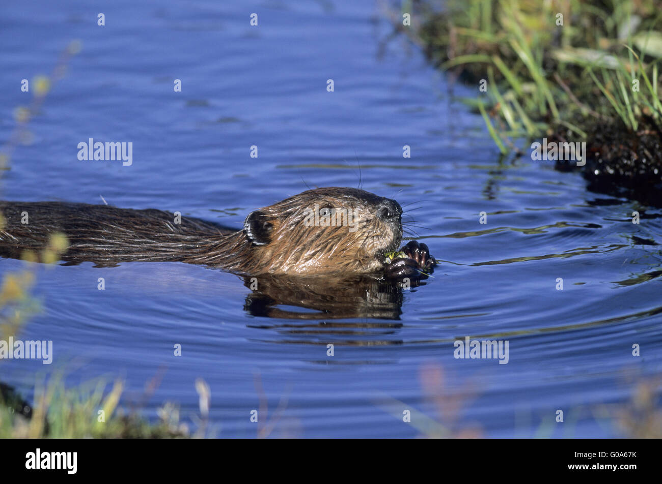 American beaver kit hi-res stock photography and images - Alamy