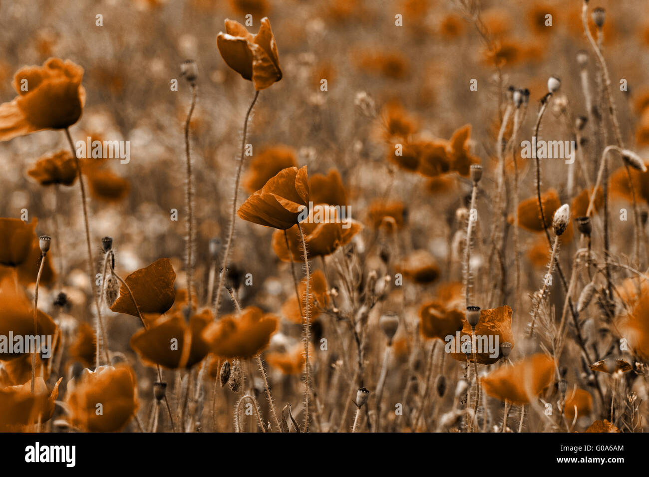 Sepia tone landscape hi-res stock photography and images - Alamy