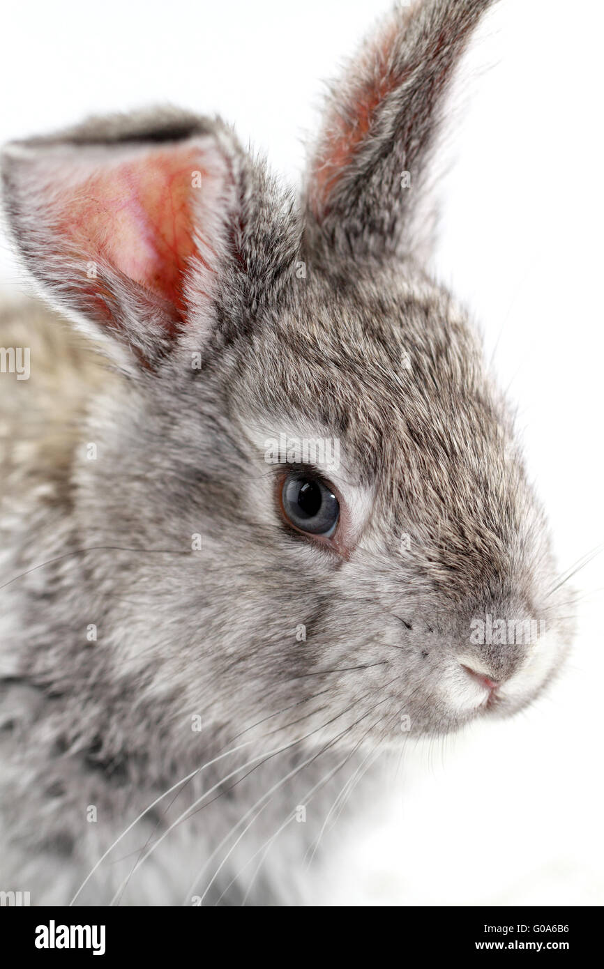 Cute gray rabbit isolated on white background Stock Photo - Alamy