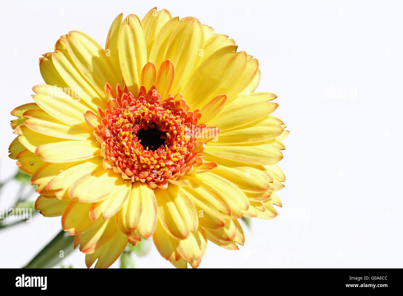 Shining flower hi-res stock photography and images - Alamy