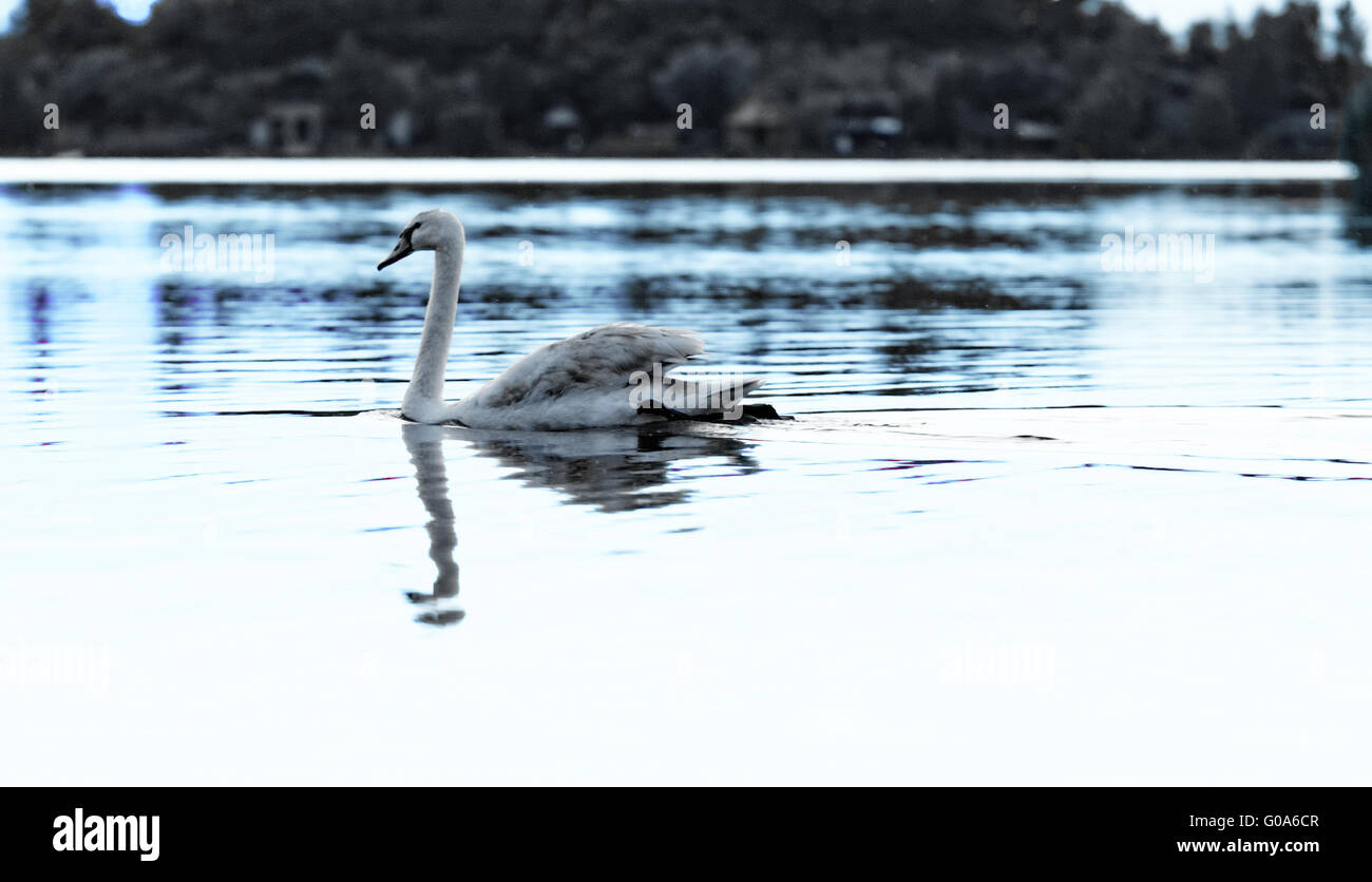 Swan in the beautiful sunset over the lake - blue tone Stock Photo - Alamy