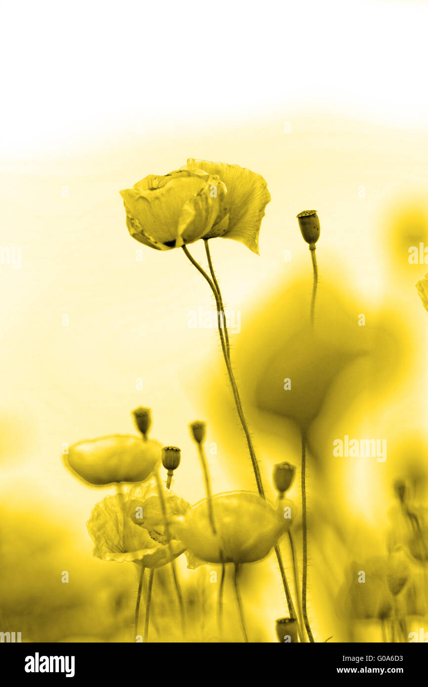 Red poppies blooming in the wild meadow - yellow tone Stock Photo - Alamy