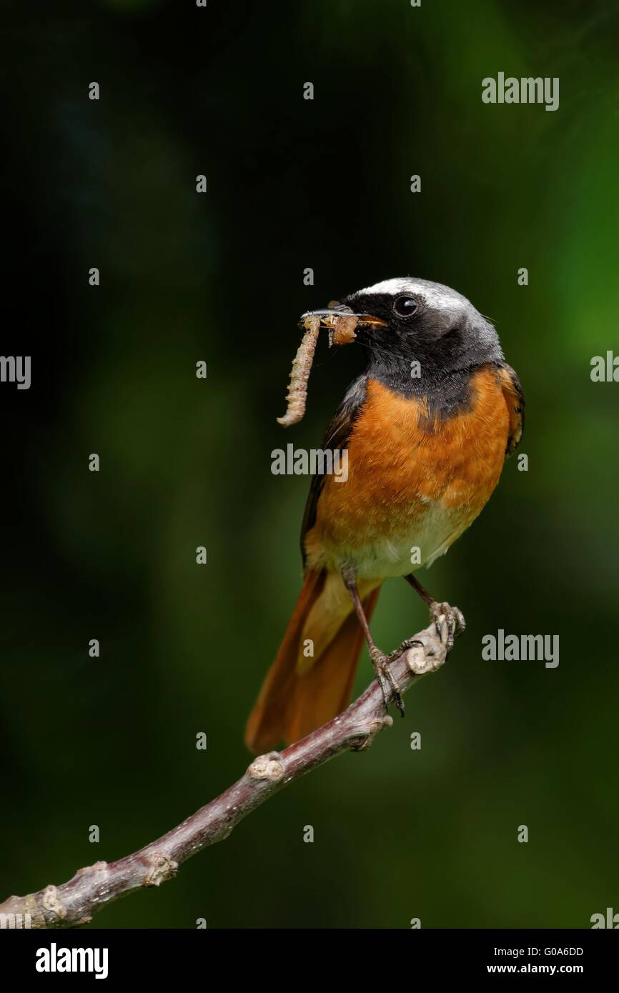 Black redstart at nest box hi-res stock photography and images - Alamy