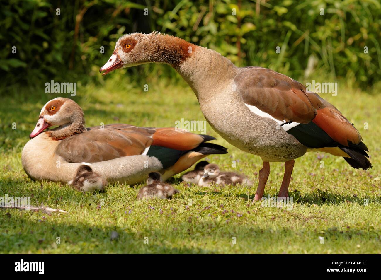 Nile geese hi-res stock photography and images - Alamy