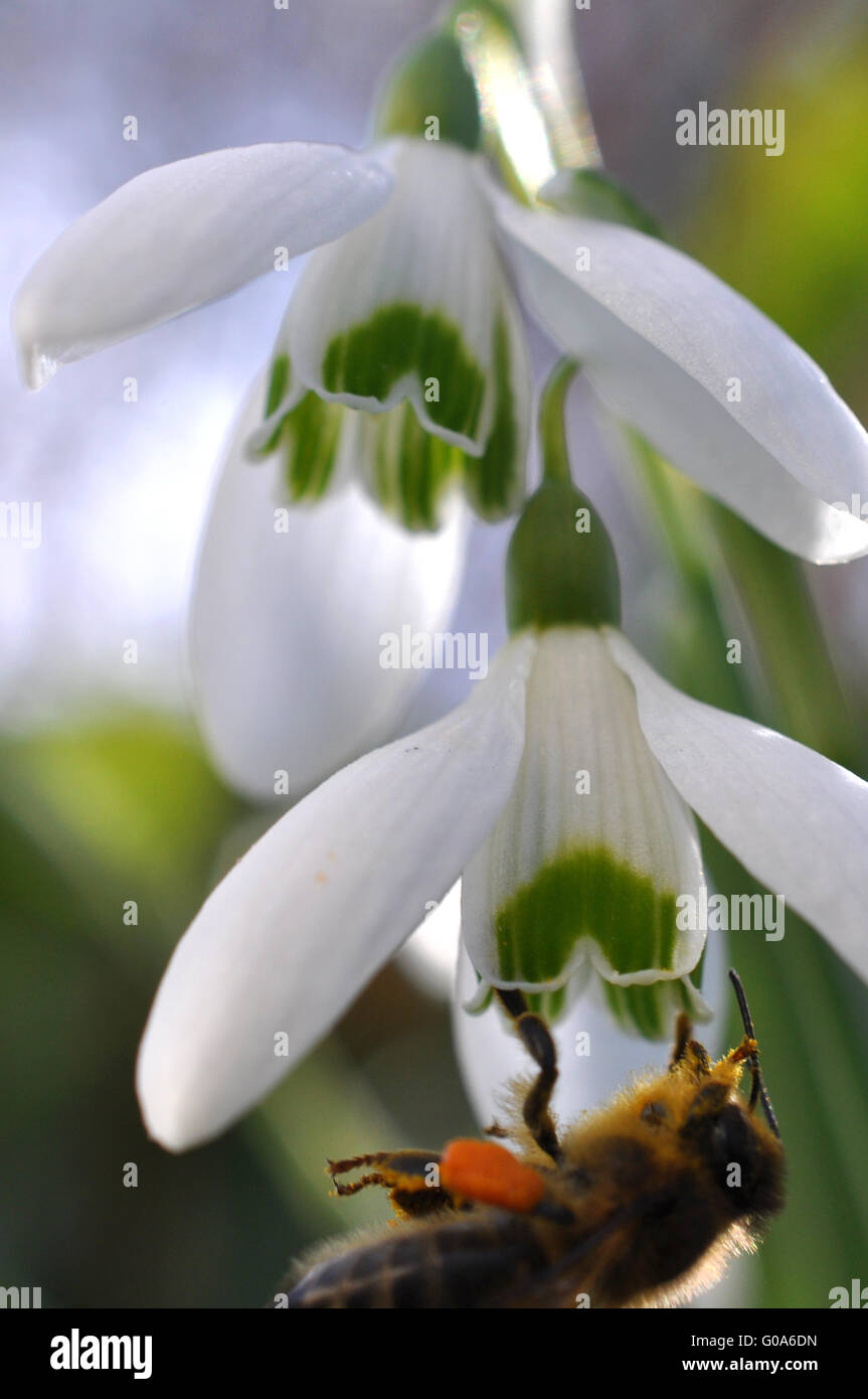 Snowdrop honey bee hi-res stock photography and images - Alamy