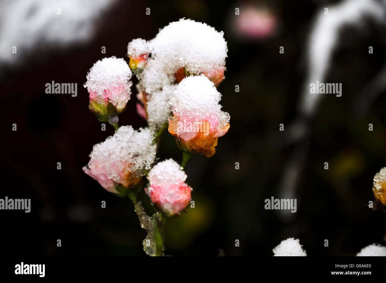 Frozen roses in ice hi-res stock photography and images - Alamy