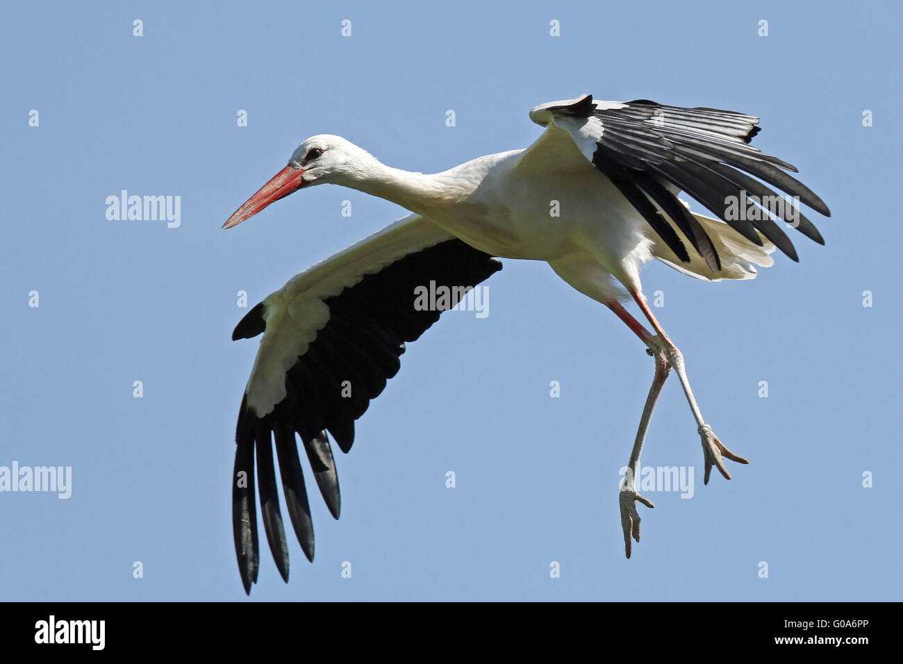 stork at the landing Stock Photo - Alamy