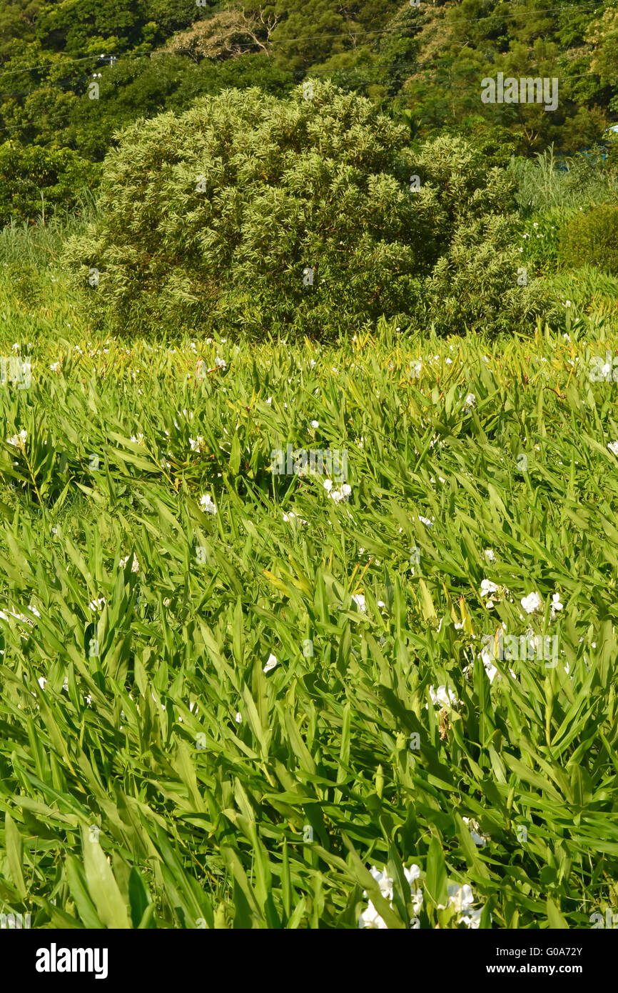 Ginger lily farm Stock Photo - Alamy