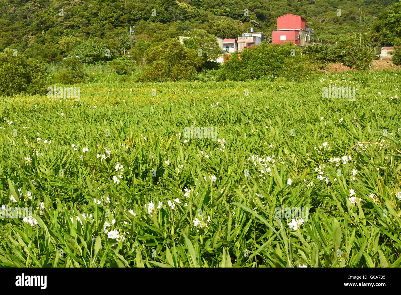 Lily farm hi-res stock photography and images - Alamy