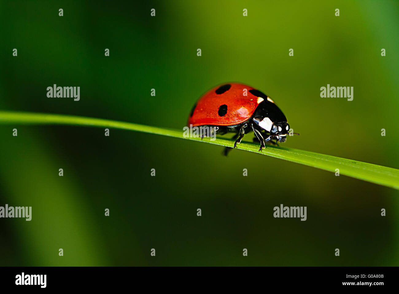 Ladybird / Ladybug taking a walk Stock Photo - Alamy