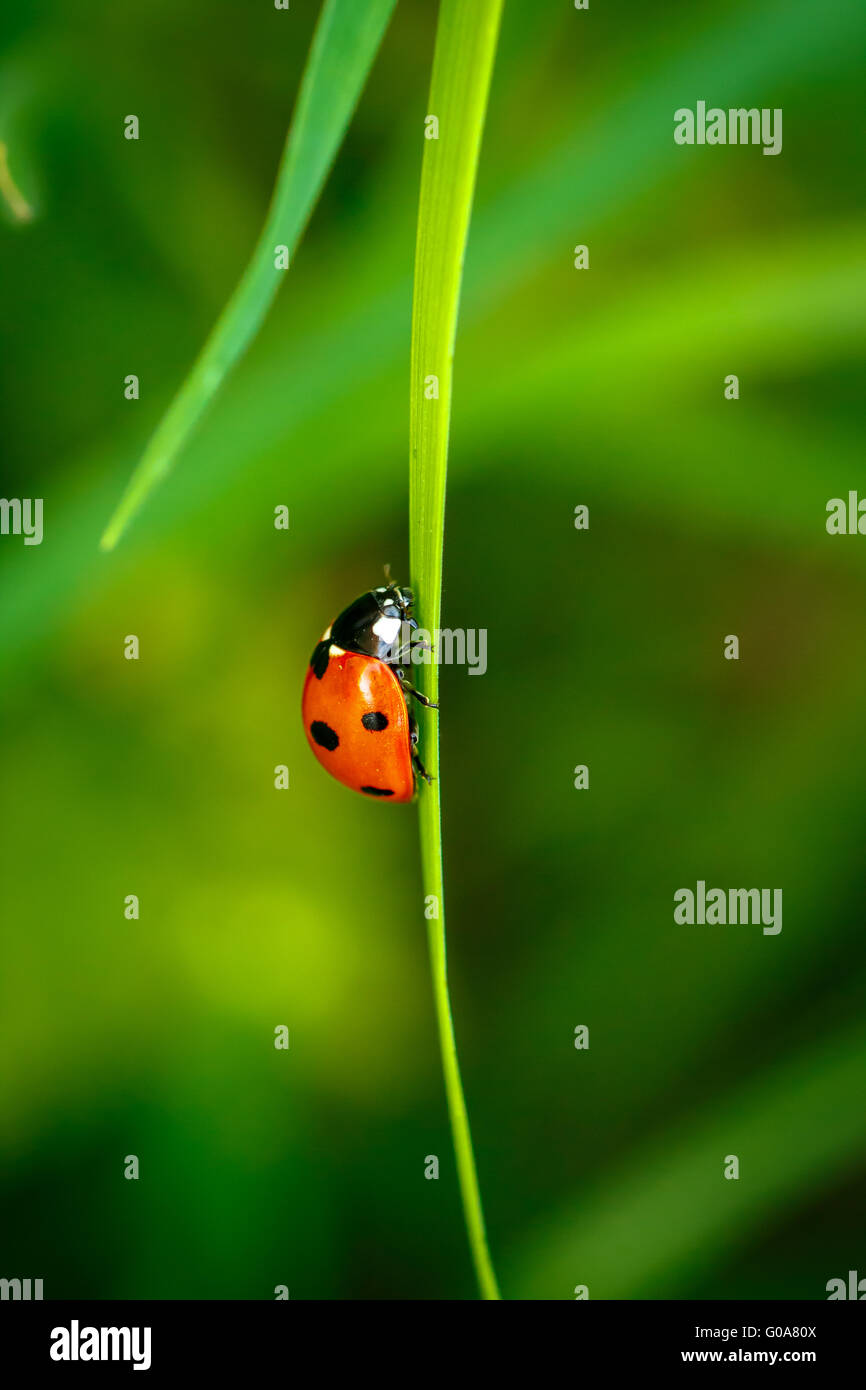 Ladybird / Ladybug climbing up Stock Photo - Alamy