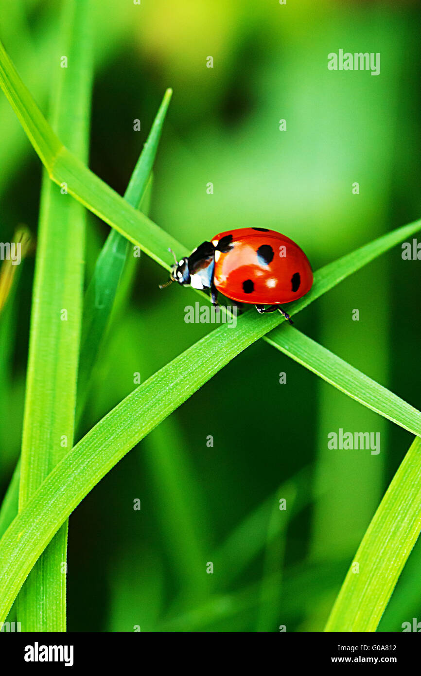 Ladybird weather hi-res stock photography and images - Alamy