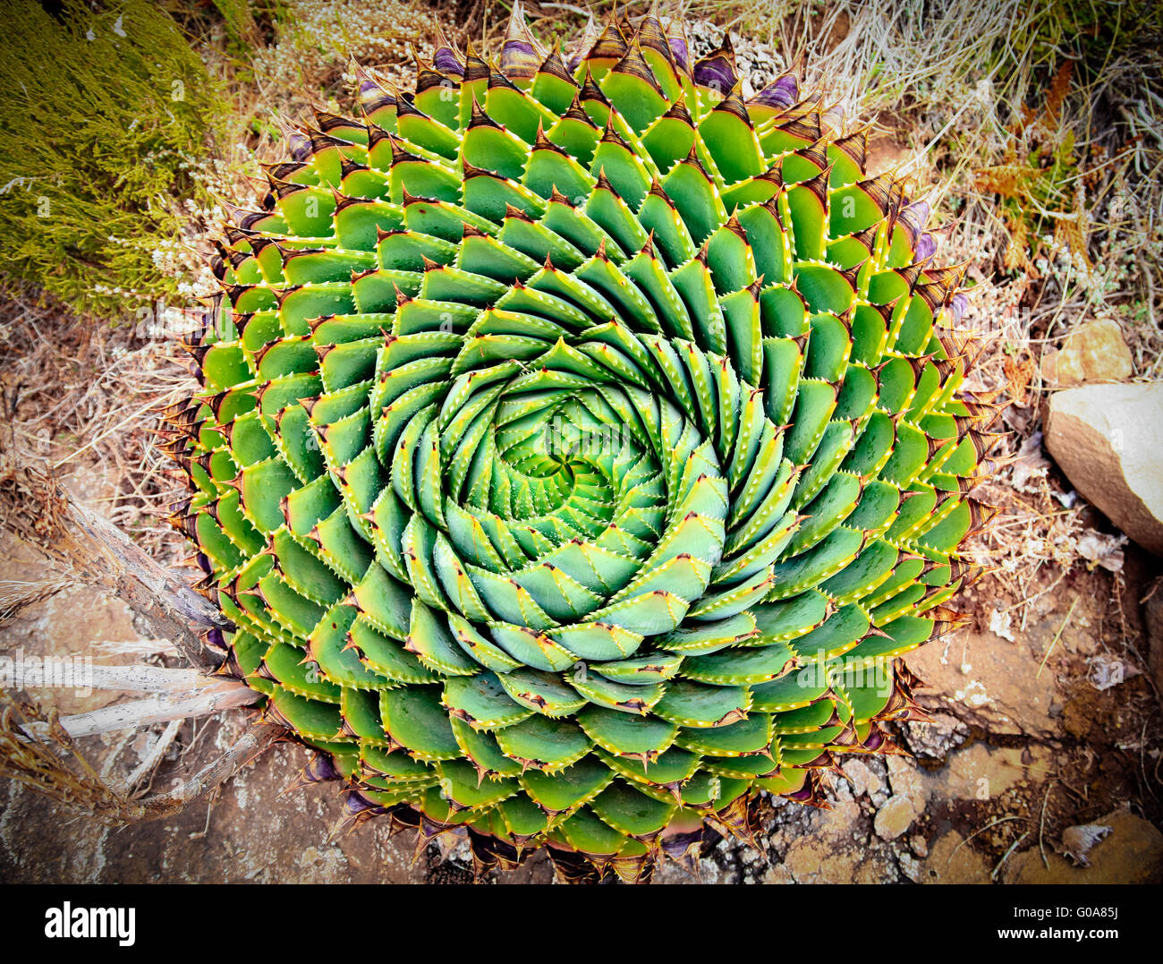 Spiral aloe lesotho hi-res stock photography and images - Alamy