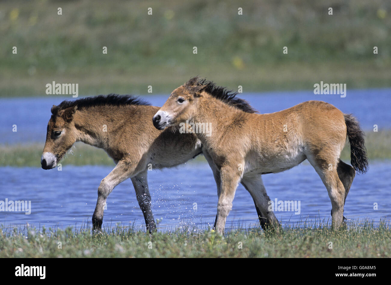 Exmoor Pony foals playing at a lake in the dunes Stock Photo - Alamy