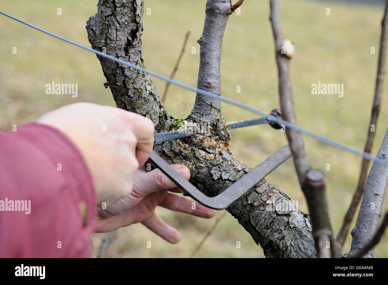 Tree Care correction by sawing off a larger bud Stock Photo - Alamy