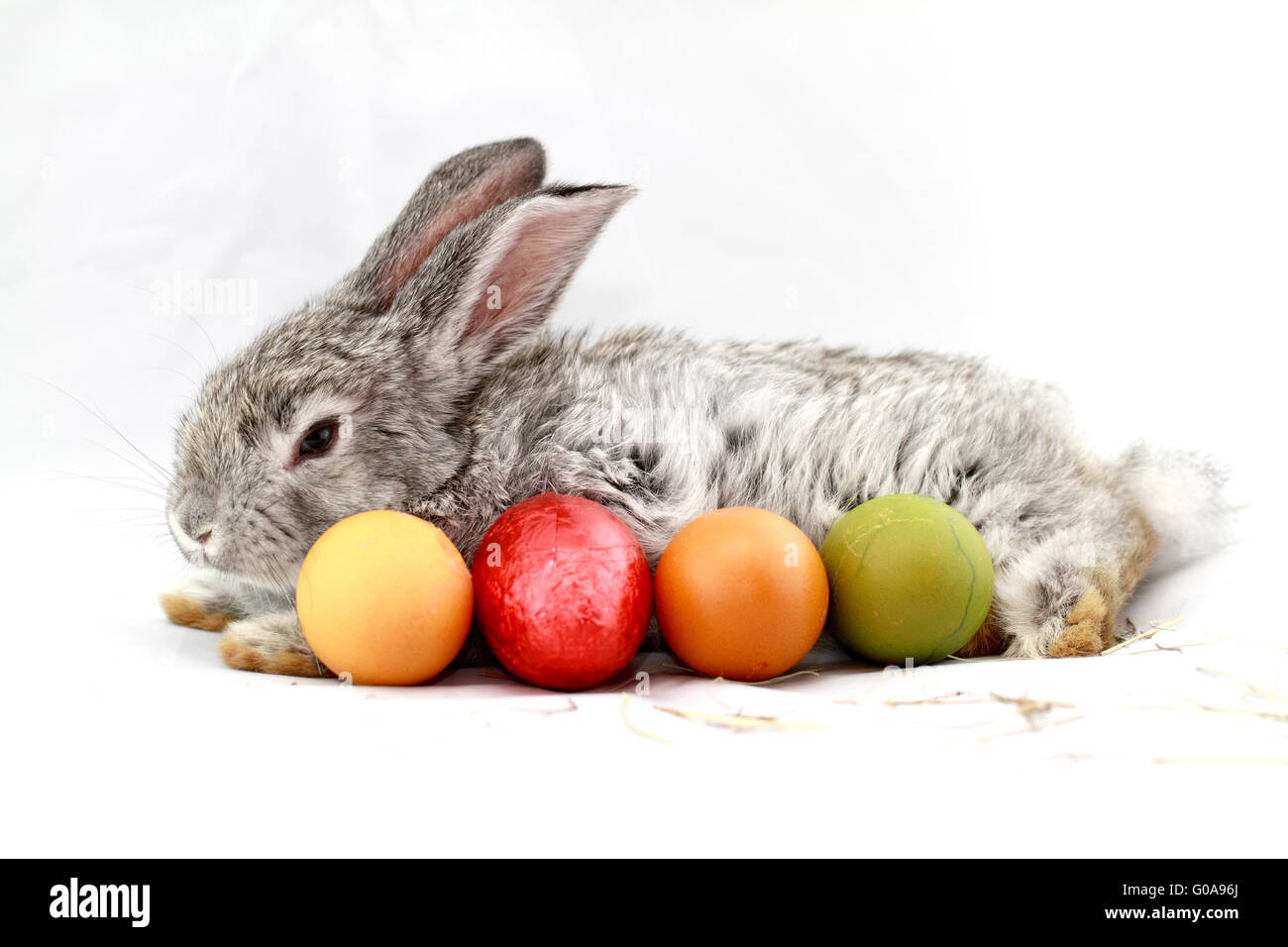 Cute gray rabbit with Easter eggs isolated on white Stock Photo - Alamy