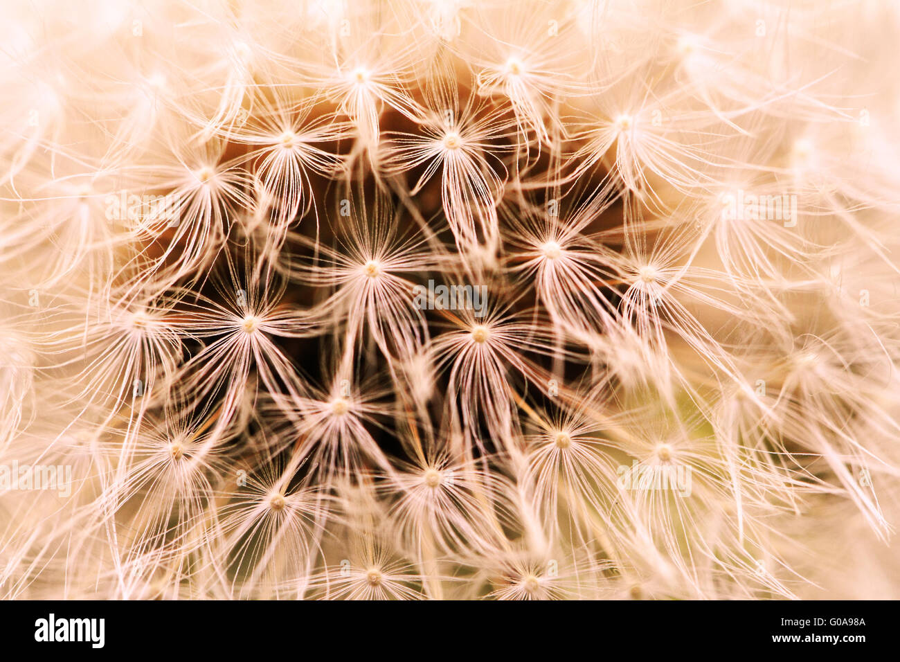The Dandelion background. Abstract dandelion seeds Stock Photo - Alamy
