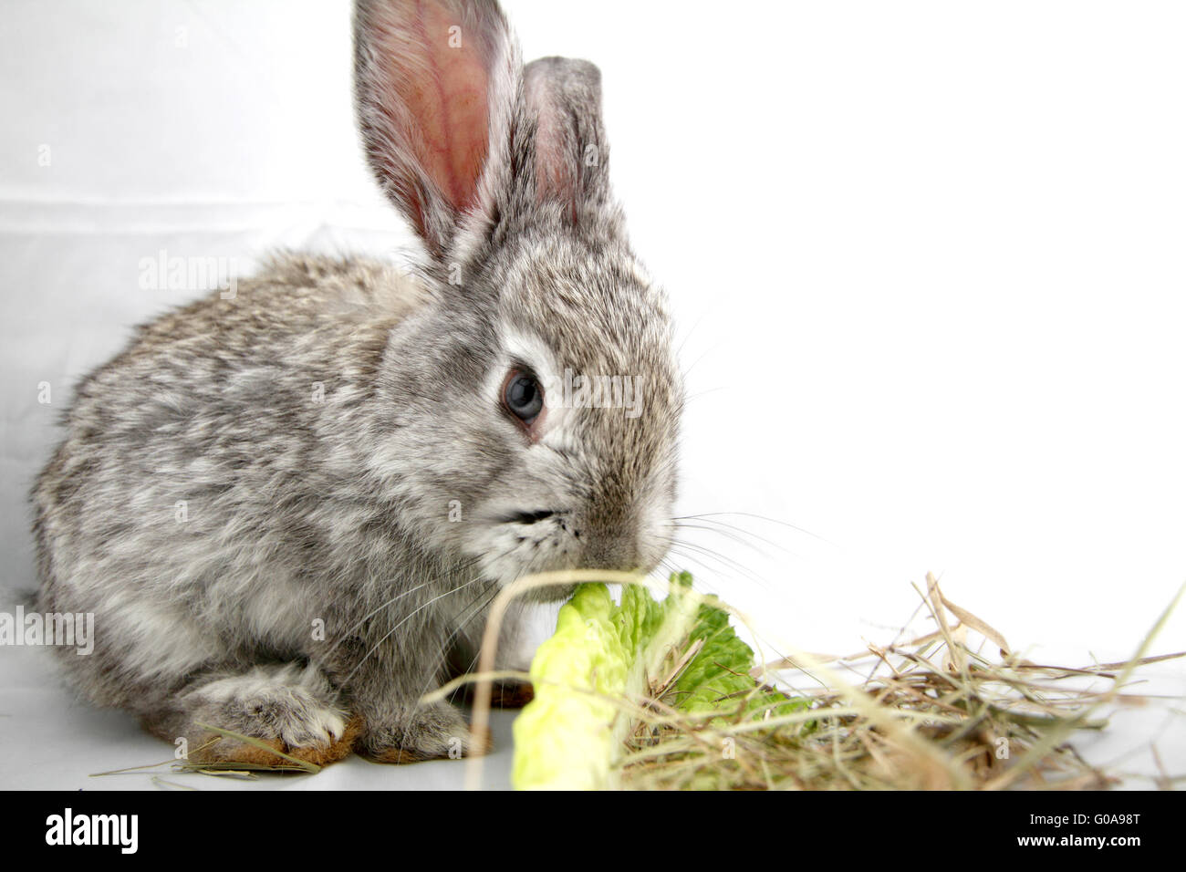 Cute gray rabbit isolated on white background Stock Photo - Alamy