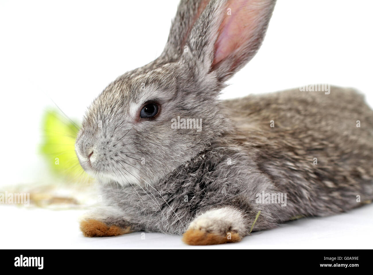 Cute gray rabbit isolated on white background Stock Photo - Alamy