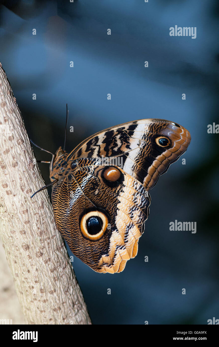 Large tropical owl hi-res stock photography and images - Alamy