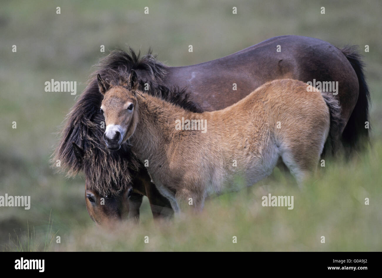 Exmoor Pony mare and foal in the dunes Stock Photo - Alamy