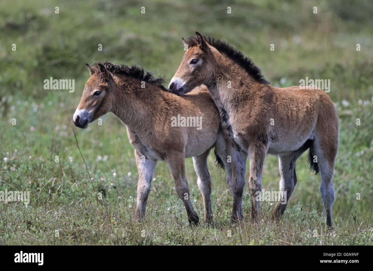 Exmoor Pony foals playing in a dune landscape Stock Photo - Alamy