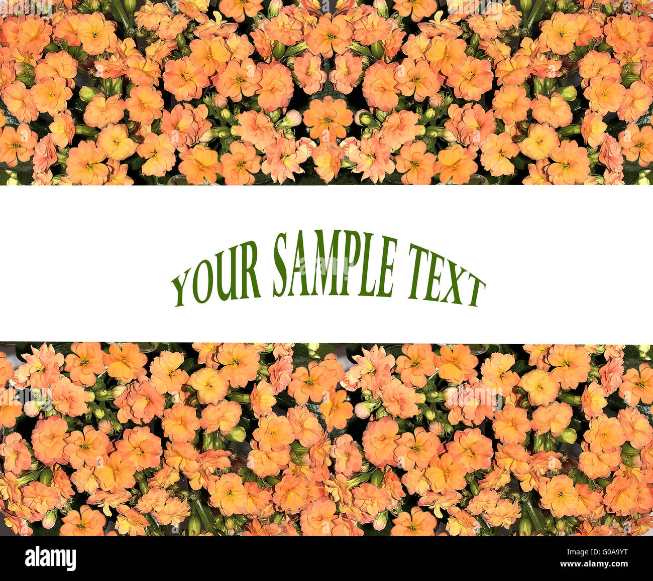 Orange Floral border Stock Photo - Alamy