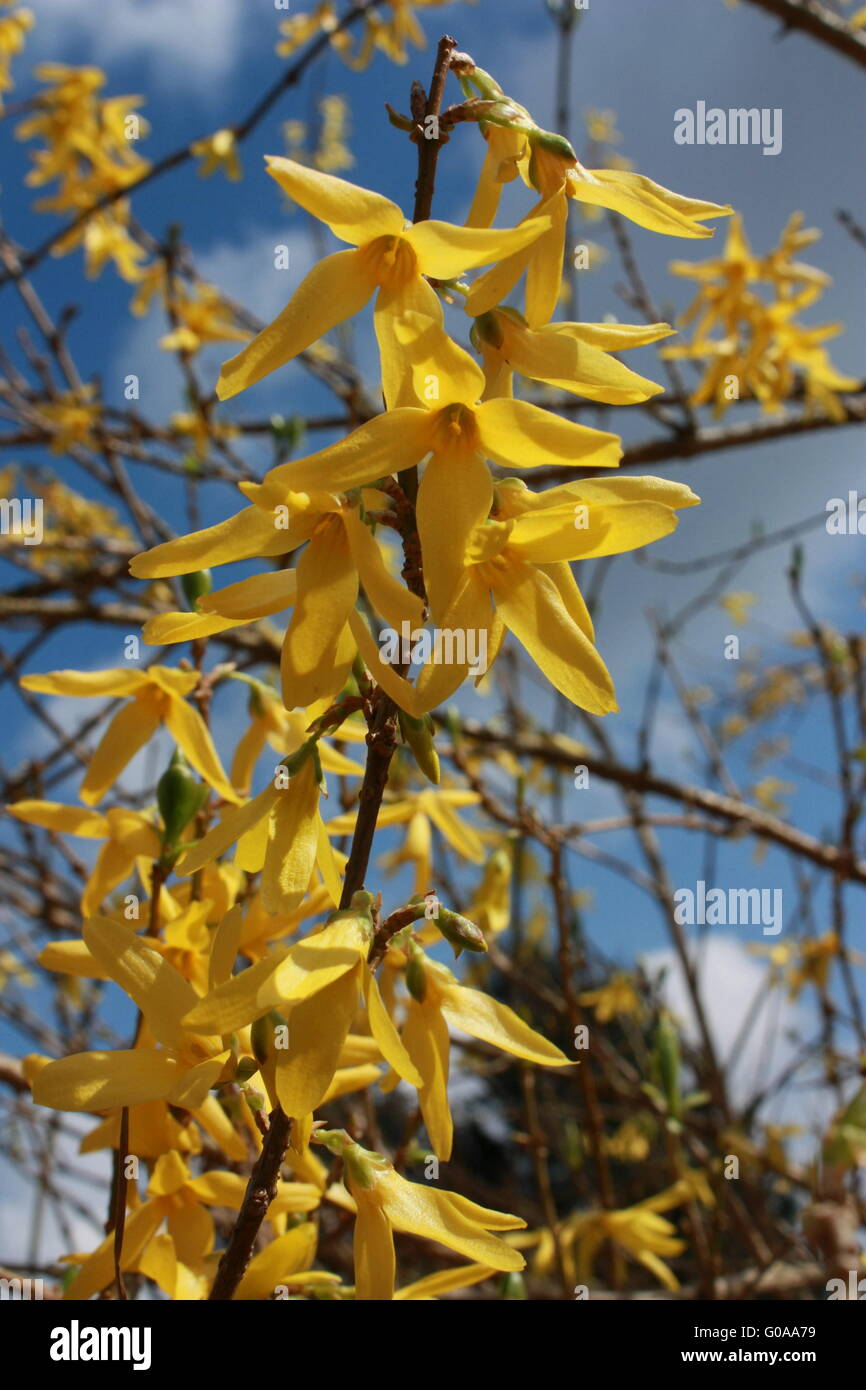 Forsythia flowers, yellow Stock Photo - Alamy
